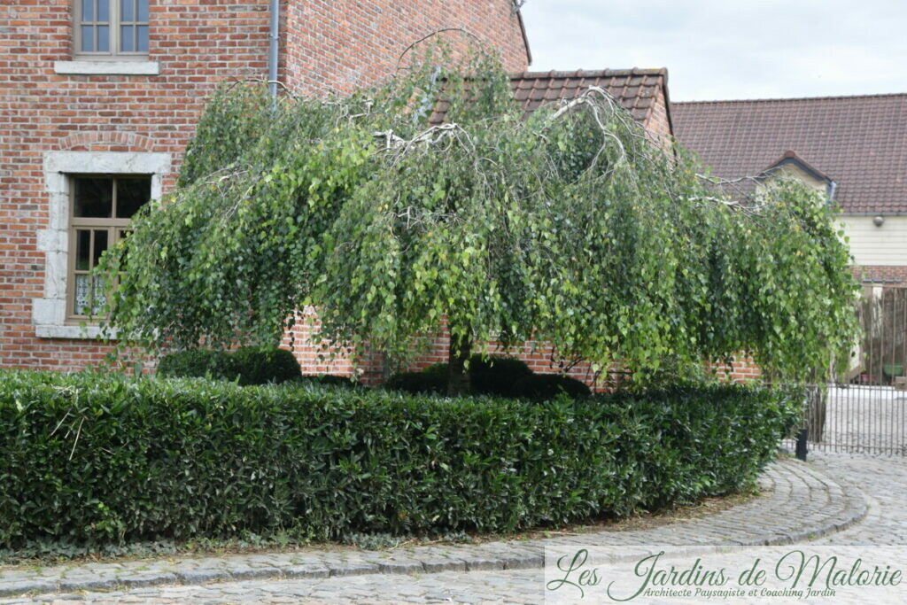 Arbres parasols - Les Jardins de Malorie