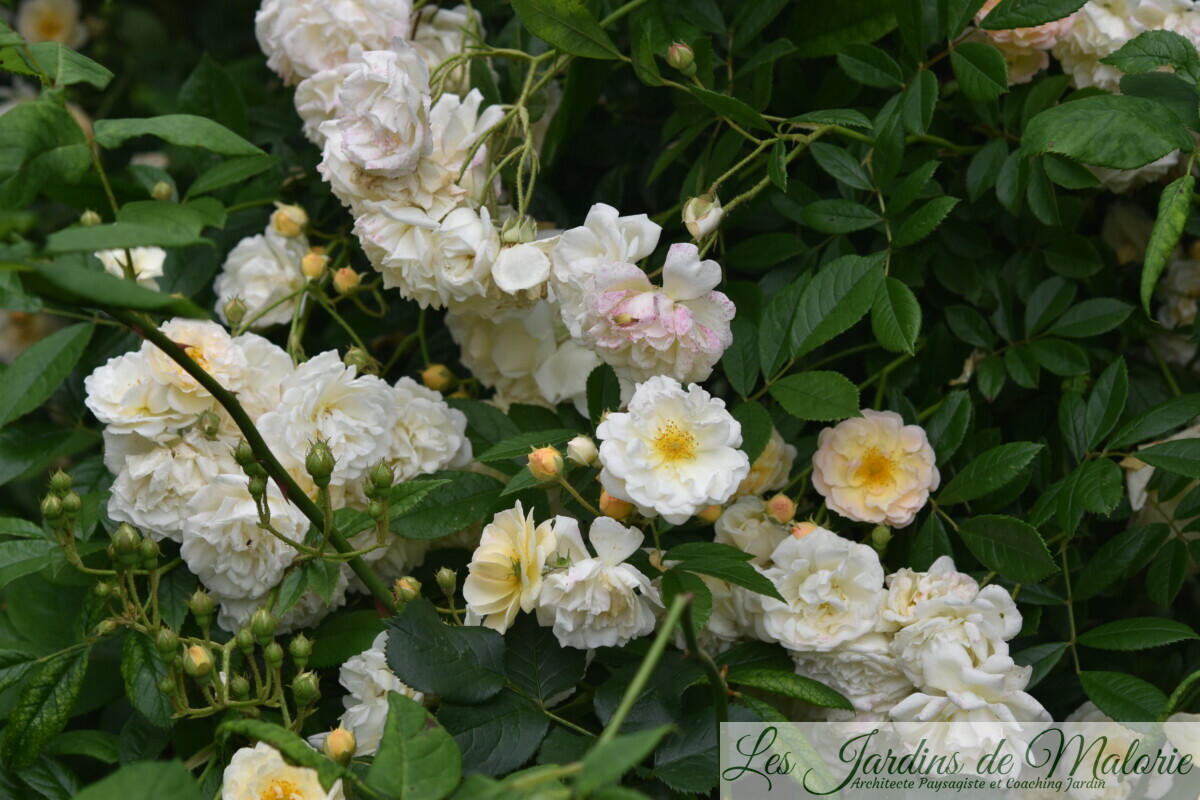 Chroniques de mon jardin: fin juin... - Les Jardins de Malorie