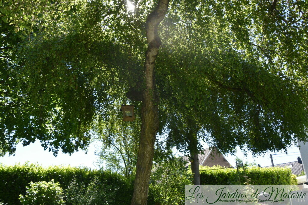 Arbres parasols - Les Jardins de Malorie