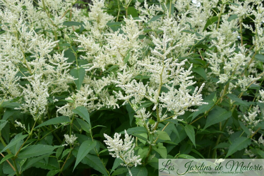 Persicaria polymorpha - Les Jardins de Malorie