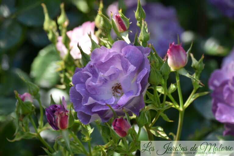 Focus sur le rosier 'Pacific Dream' (syn. 'Blue for You') - Les Jardins ...
