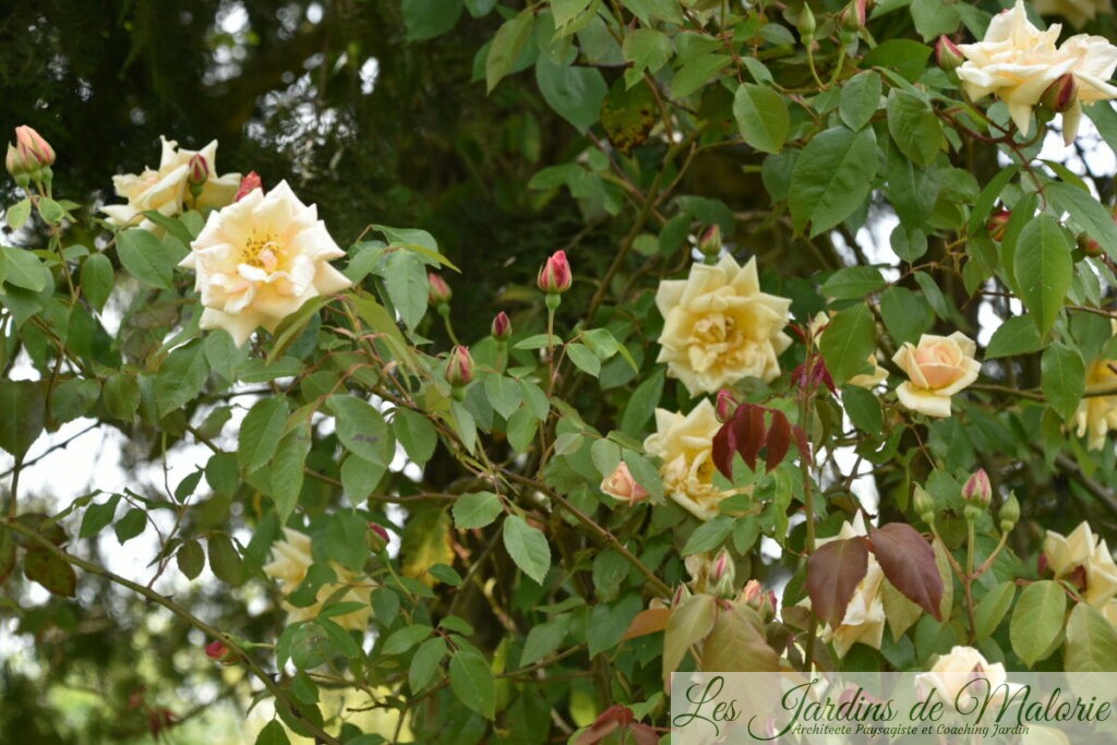 Focus sur le rosier ‘Rêve d’Or’ - Les Jardins de Malorie