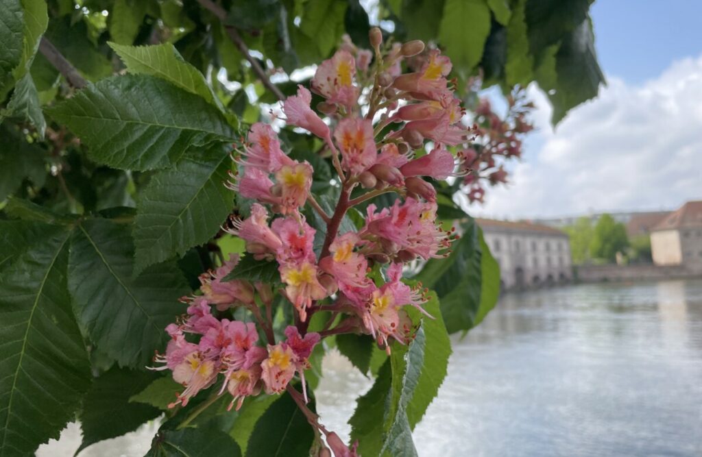 Marronnier à fleurs roses-rouges - Les Jardins de Malorie