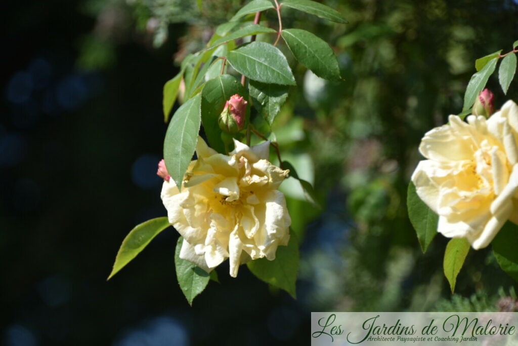 Focus sur le rosier ‘Rêve d’Or’ - Les Jardins de Malorie