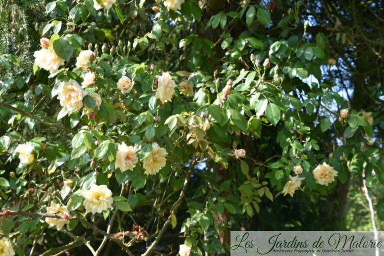 Focus sur le rosier ‘Rêve d’Or’ - Les Jardins de Malorie