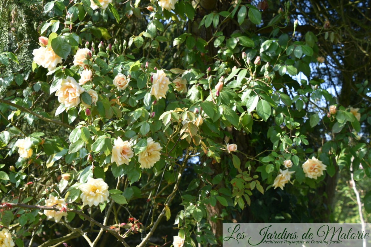 Focus sur le rosier ‘Rêve d’Or’ - Les Jardins de Malorie