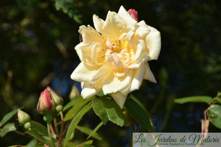 Focus sur le rosier ‘Rêve d’Or’ - Les Jardins de Malorie