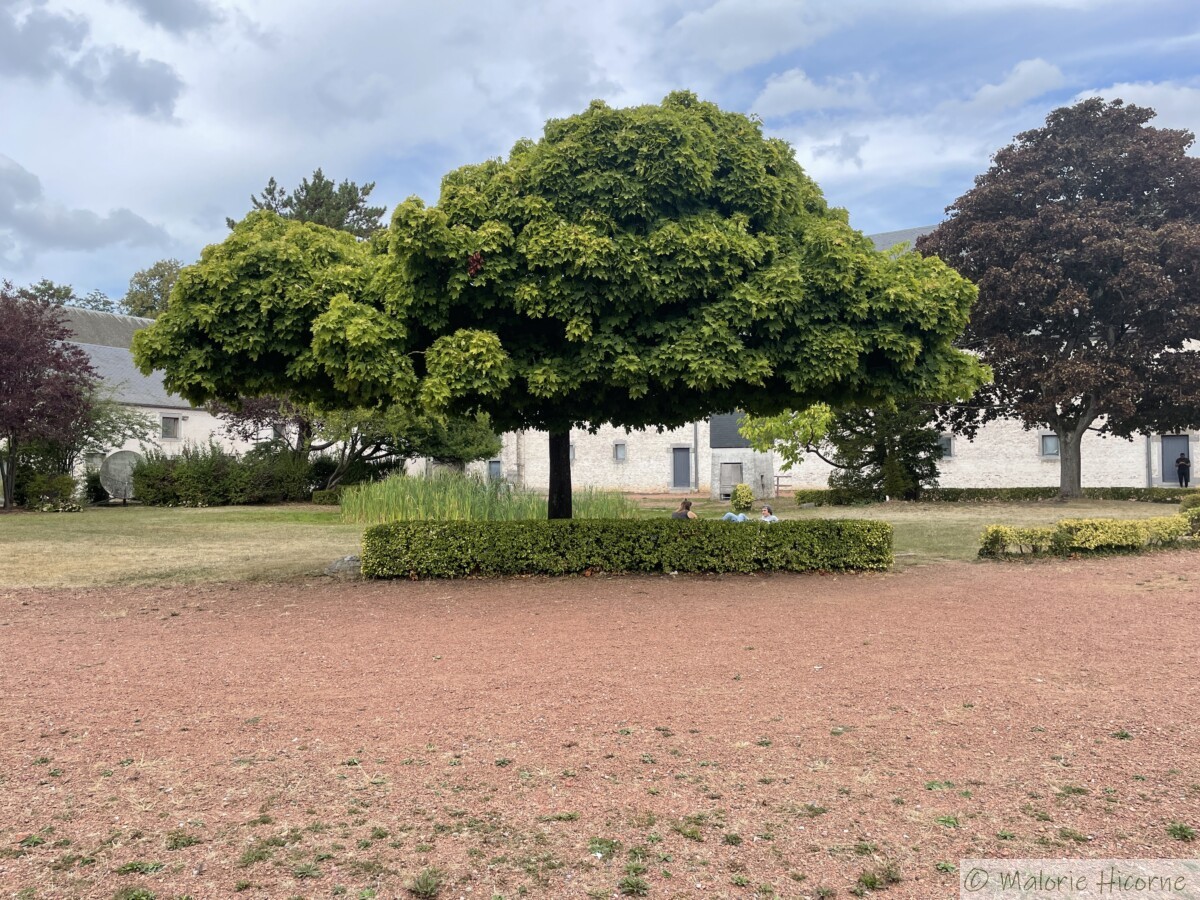 Arbres parasols - Les Jardins de Malorie