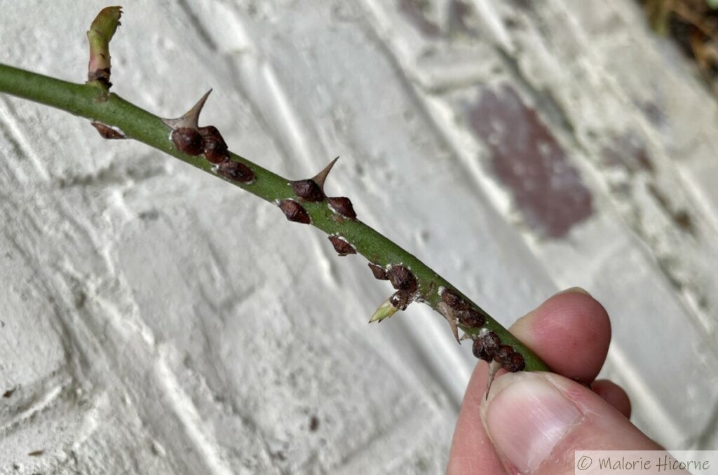 Cochenilles farineuses - Les Jardins de Malorie
