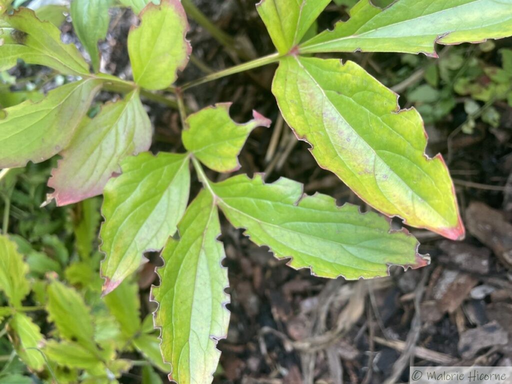 L’Otiorhynque qui grignote le feuillage - Les Jardins de Malorie