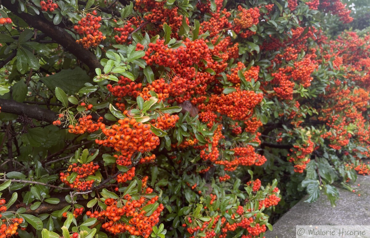 Des arbustes à baies pour les oiseaux - Les Jardins de Malorie