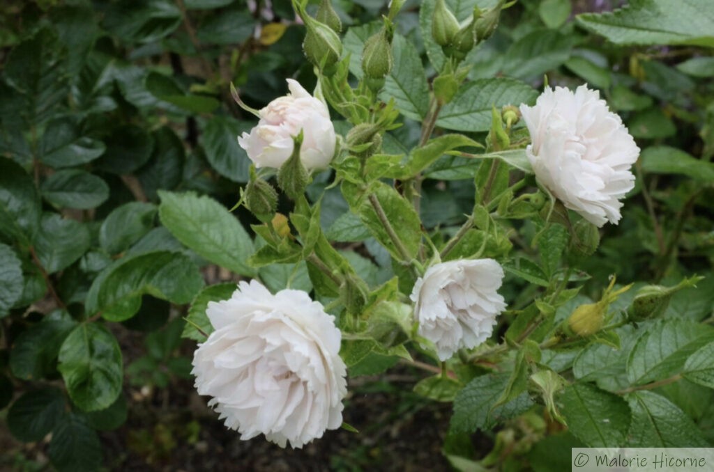 Focus sur le rosier 'White Grootendorst' - Les Jardins de Malorie