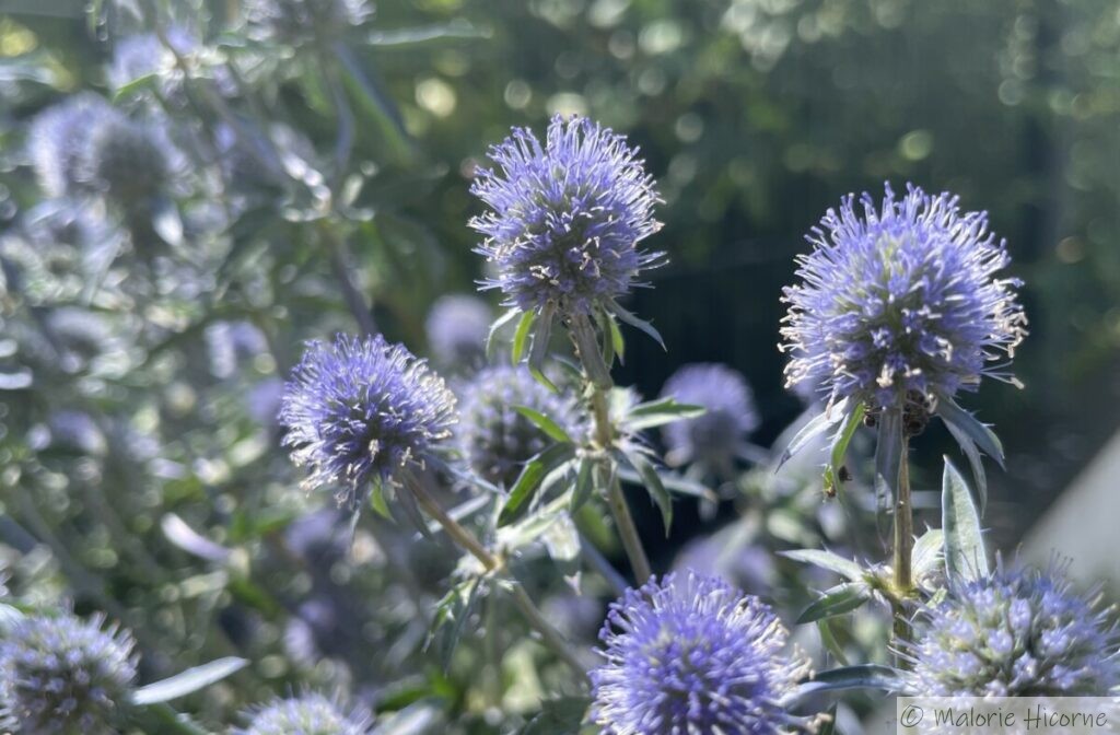 Chardon bleu (Echinops ritro) - Les Jardins de Malorie