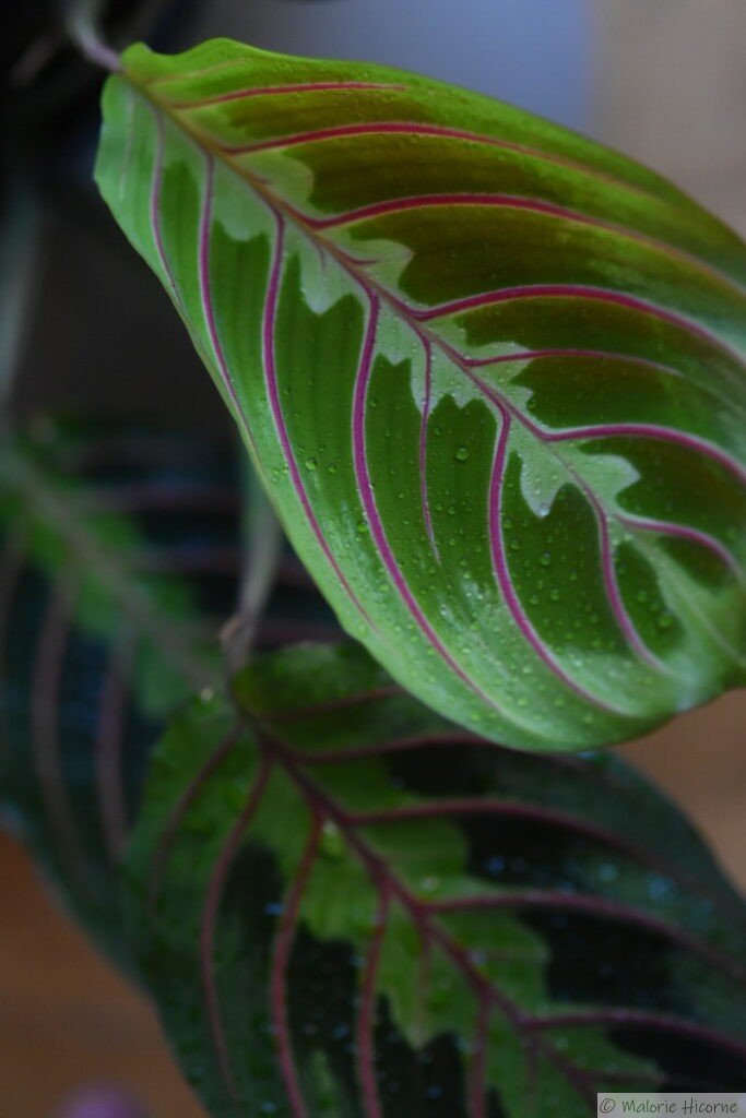 T’es une Marante, toi! - Les Jardins de Malorie