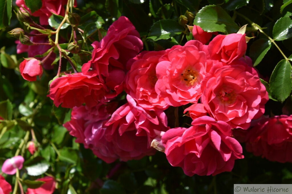 Focus sur le rosier 'Emera' - Les Jardins de Malorie