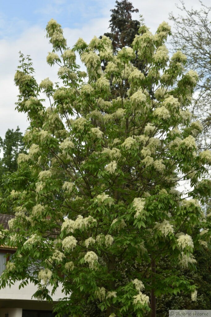Frêne à fleurs, Fraxinus ornus - Les Jardins de Malorie