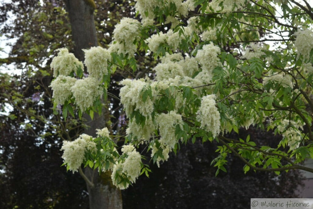 Frêne à fleurs, Fraxinus ornus - Les Jardins de Malorie