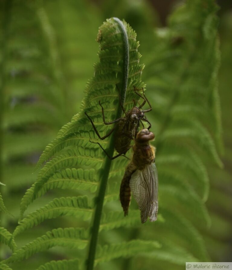 Naissance d’une libellule - Les Jardins de Malorie