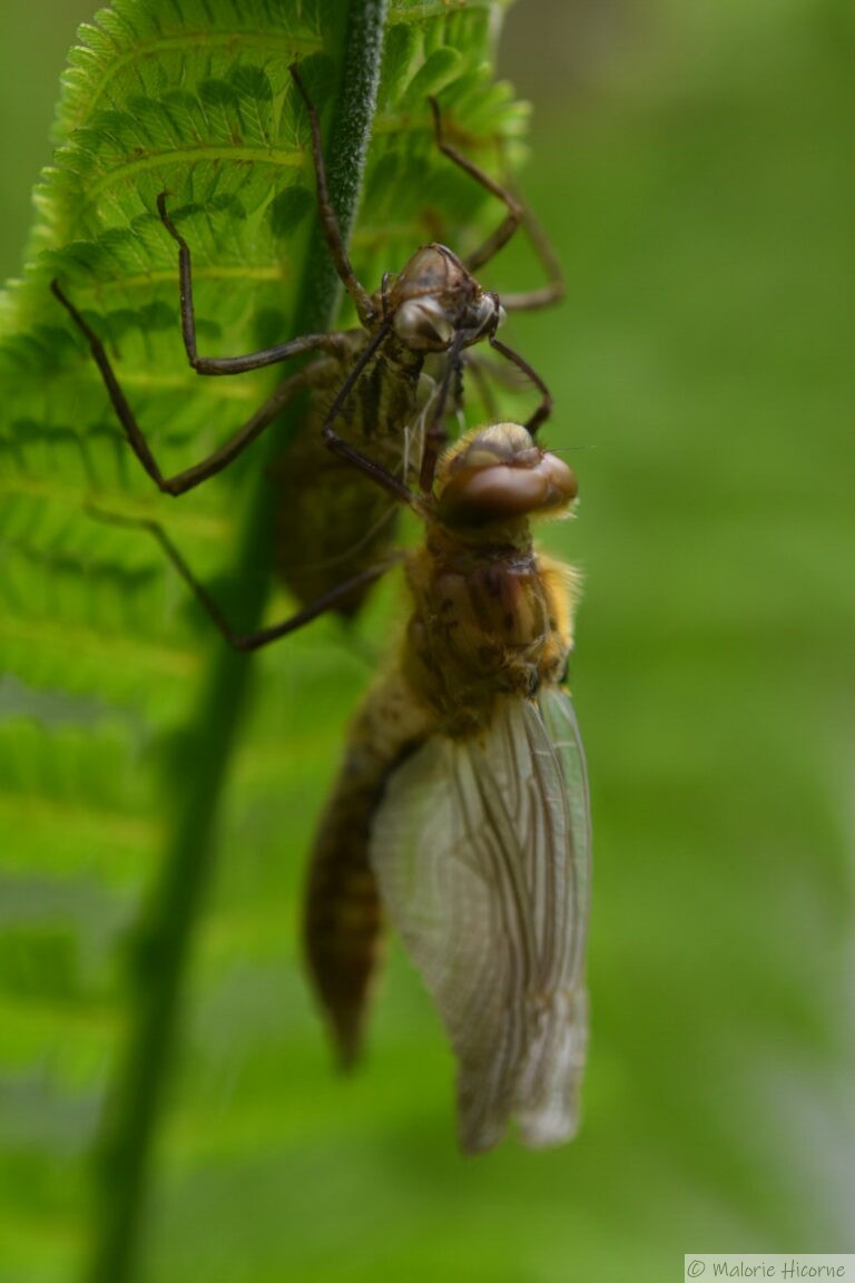 Naissance d’une libellule - Les Jardins de Malorie