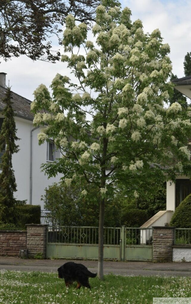 Frêne à fleurs, Fraxinus ornus - Les Jardins de Malorie
