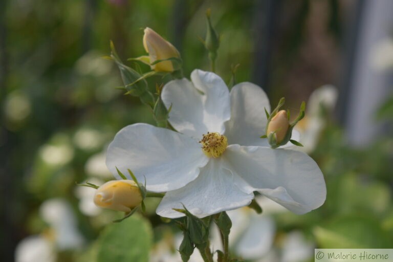 Focus sur le rosier Kew Gardens - Les Jardins de Malorie