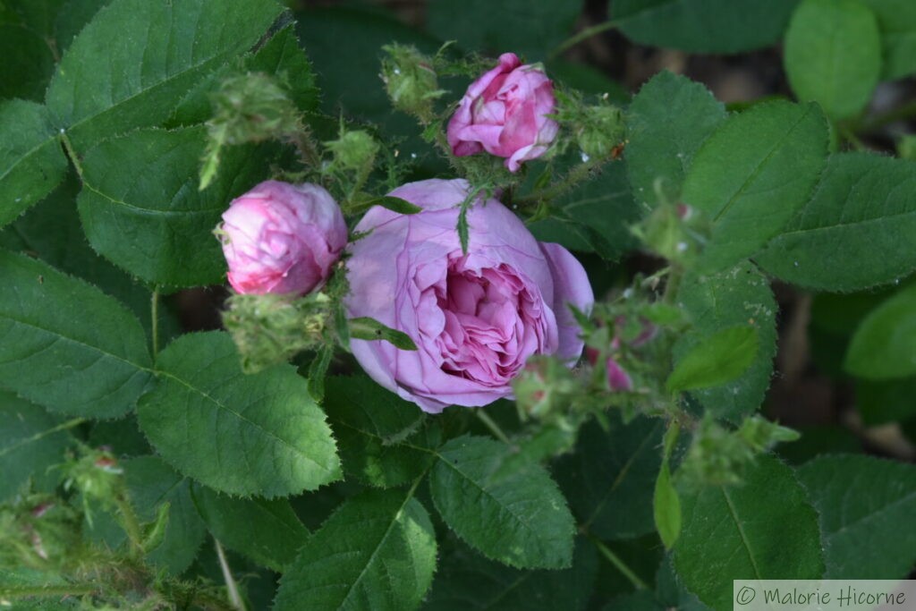 Focus sur le rosier 'Salet': le charme romantique des roses anciennes ...