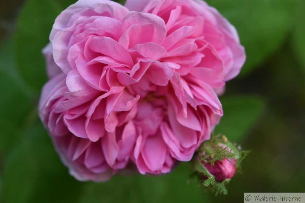 Focus sur le rosier 'Salet': le charme romantique des roses anciennes ...